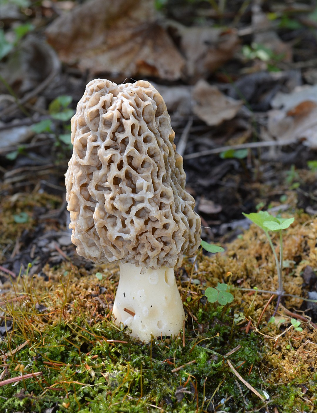 Morchella americana - PictureThis