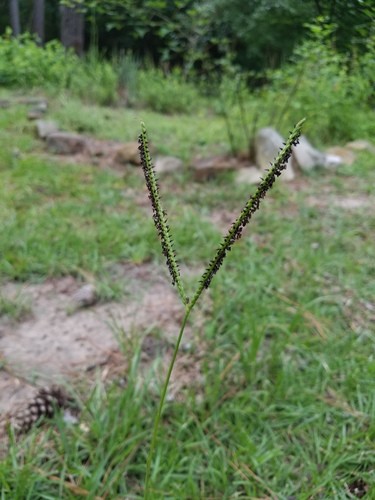 Pasto bahia (Paspalum notatum) - PictureThis