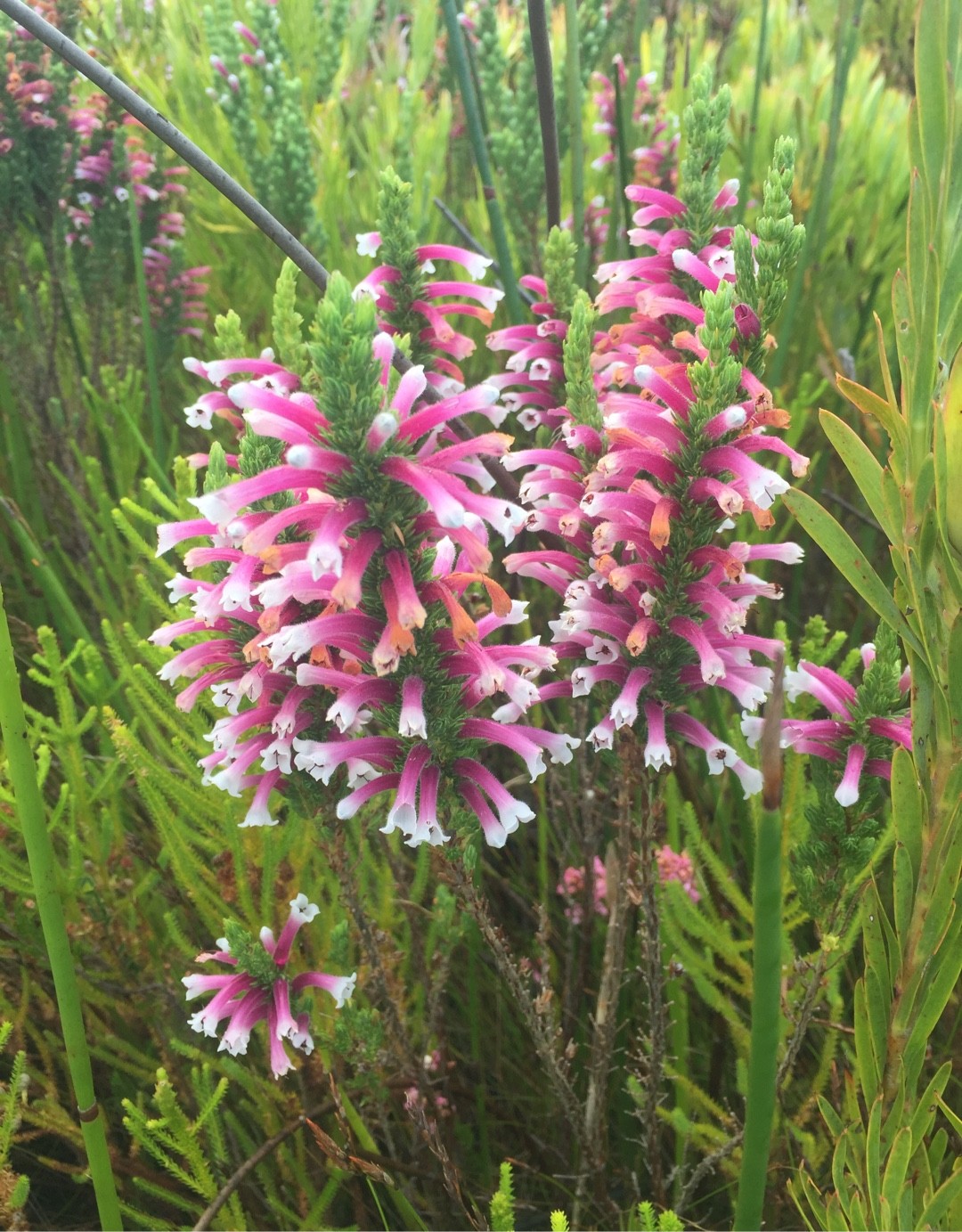 Erica versicolor - PictureThis