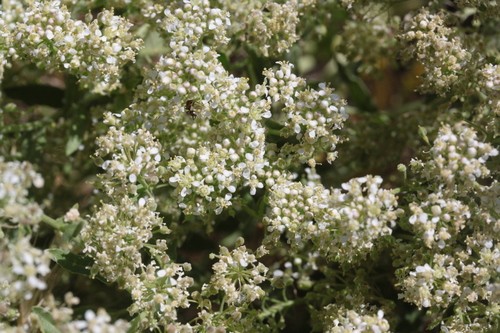 Lepidium appelianum - PictureThis
