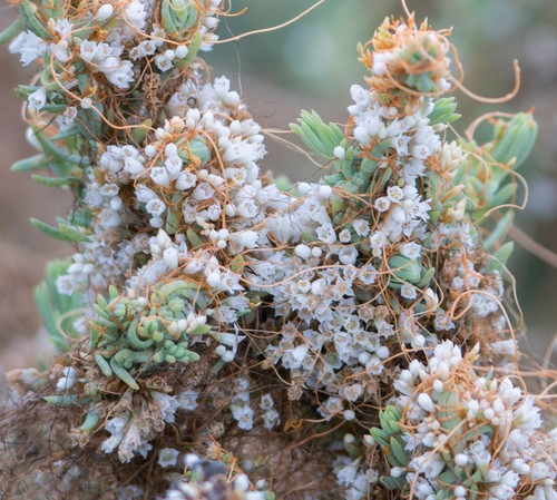 Cuscuta pacifica - PictureThis