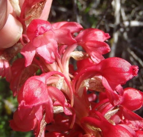 Satyrium princeps Flower, Leaf, Care, Uses - PictureThis
