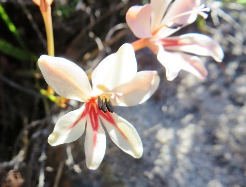 Tritonia - PictureThis