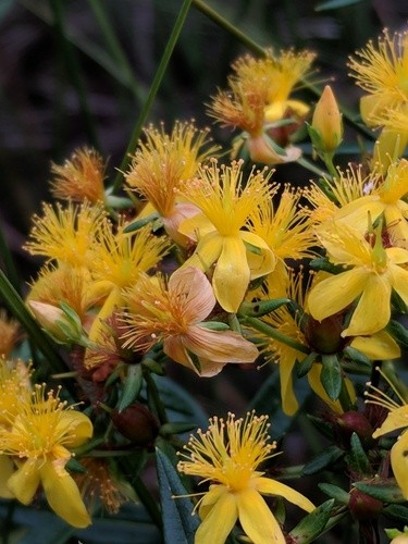 Hypericum adpressum - PictureThis