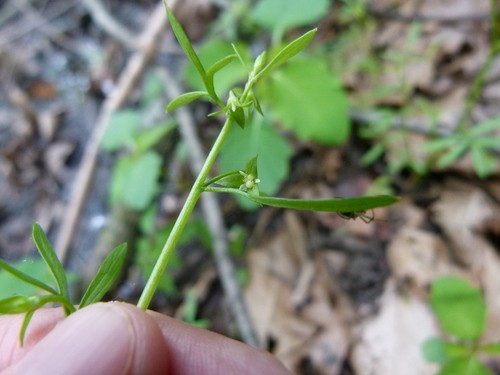 Floerkea proserpinacoides 照顧，種植，繁殖，開花時間 - PictureThis