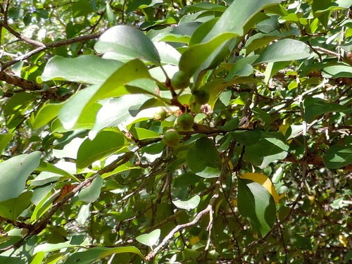 Colubrina heteroneura - PictureThis