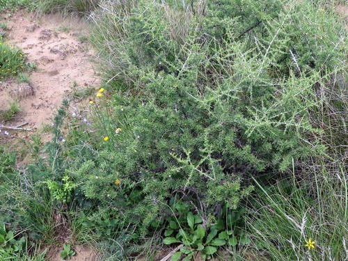 Lycium cinereum - PictureThis