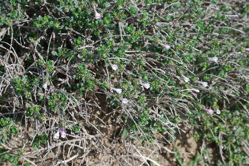 Lithodora Flower, Leaf, Care, Uses - PictureThis