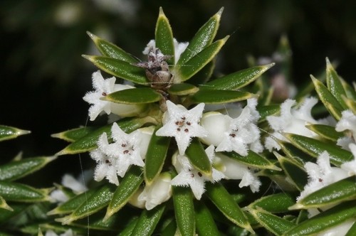 Leptecophylla Flower, Leaf, Care, Uses - PictureThis