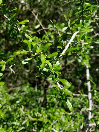 Forestiera angustifolia - PictureThis