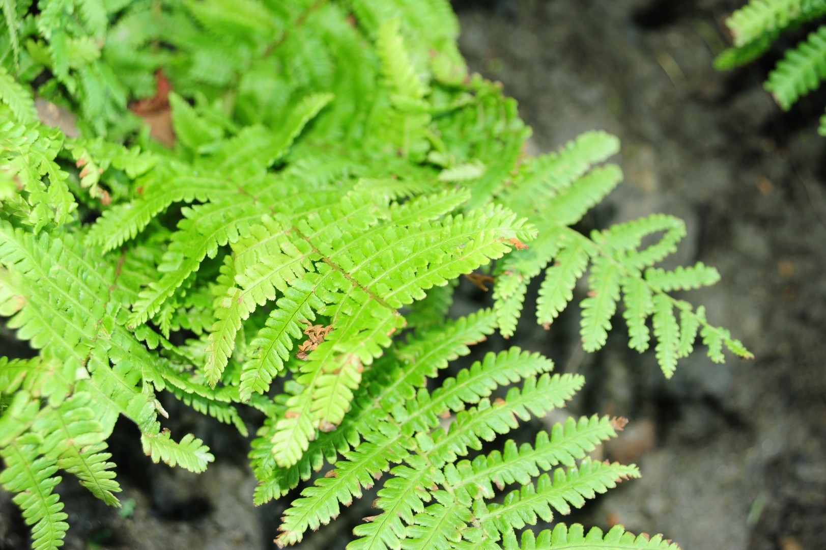 Wood ferns Care (Watering, Fertilize, Pruning, Propagation) - PictureThis