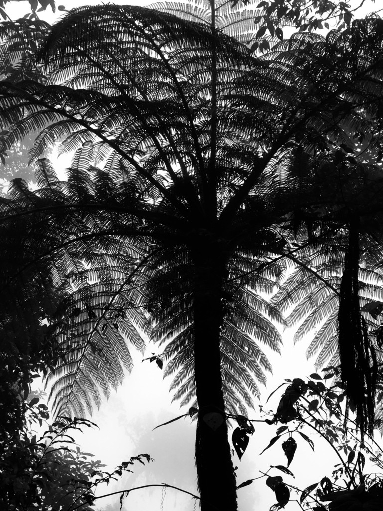 Tree ferns (Cyatheaceae) Flower, Leaf, Care, Uses - PictureThis
