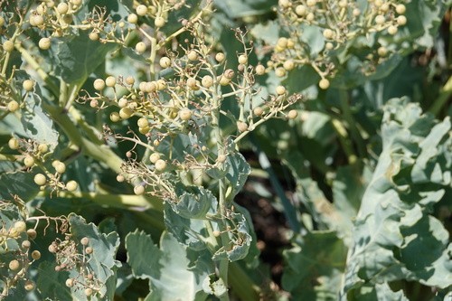 Col marina (Crambe maritima) - PictureThis
