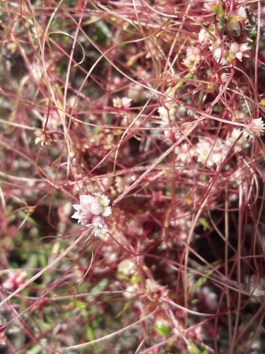 Clover dodder (Cuscuta epithymum) Flower, Leaf, Care, Uses - PictureThis