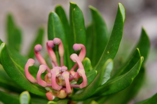 Tasmanian waratah (Telopea truncata) Flower, Leaf, Care, Uses - PictureThis