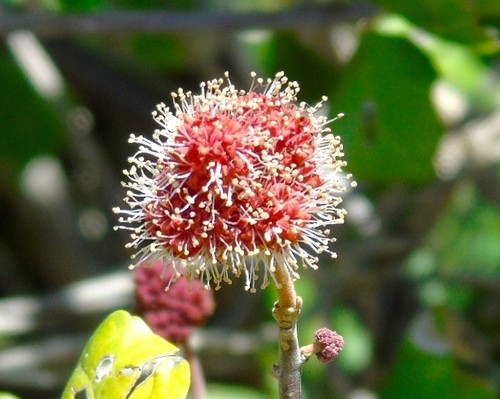 Garabato (Pisonia capitata) - PictureThis