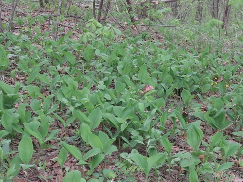 Convallaria keiskei Flower, Leaf, Care, Uses - PictureThis