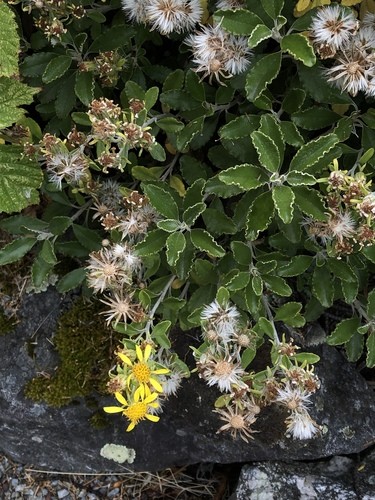 Brachyglottis monroi 花言葉，毒性，よくある質問 - PictureThis