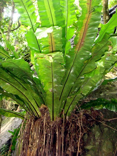 아스플레니움 니두스 (Asplenium nidus) - PictureThis