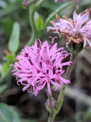 Oreja de mula (Palafoxia texana) - PictureThis