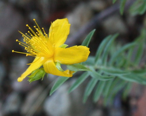 Hypericum concinnum - PictureThis