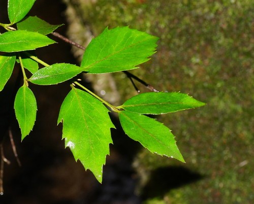 Southern sassafras (Atherospermataceae) Flower, Leaf, Care, Uses ...