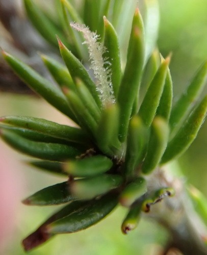 Cliffortia stricta - PictureThis