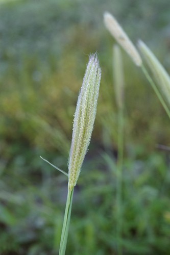 Chloris formosana - PictureThis