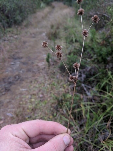 Needlepod rush (Juncus scirpoides) Flower, Leaf, Care, Uses - PictureThis