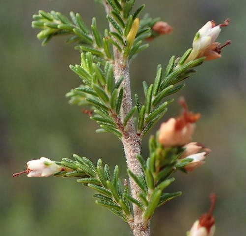 Erica lasciva - PictureThis