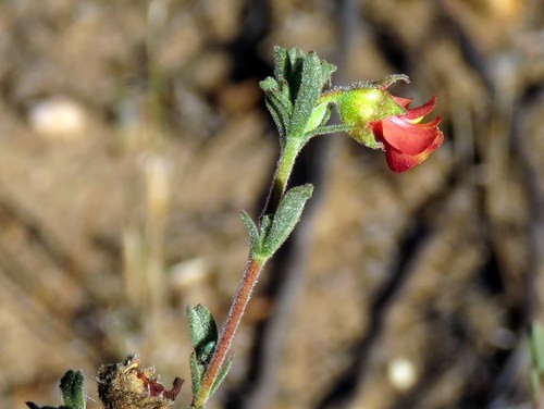 Hermannia flammula - PictureThis