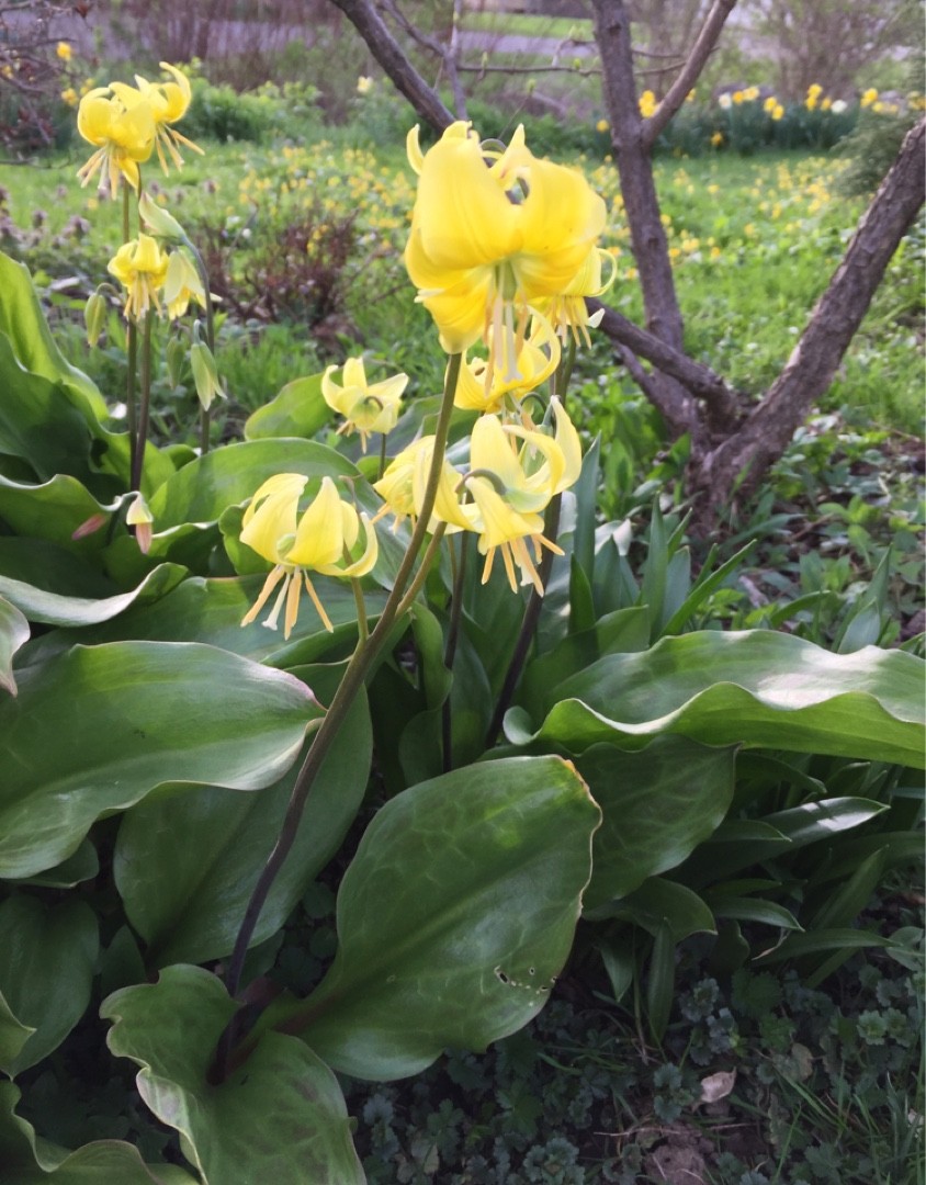 Fawn lilies Care (Watering, Fertilize, Pruning, Propagation) - PictureThis