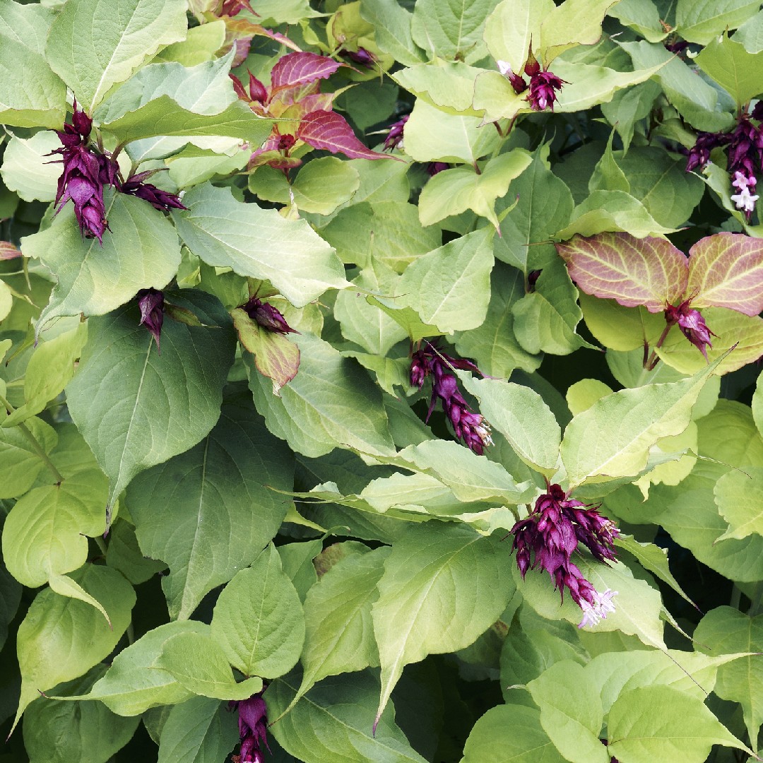 Leycesteria Flower, Leaf, Care, Uses - PictureThis