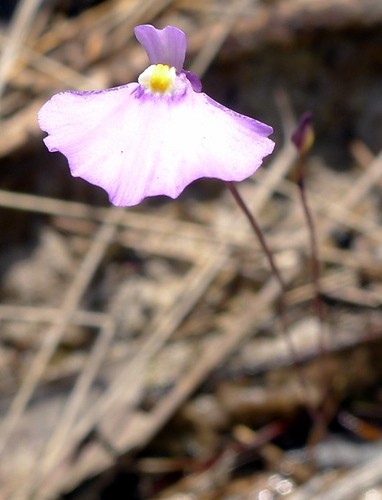 Utricularia uniflora Flower, Leaf, Care, Uses - PictureThis