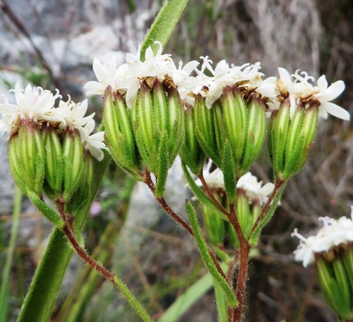 Corymbium villosum - PictureThis