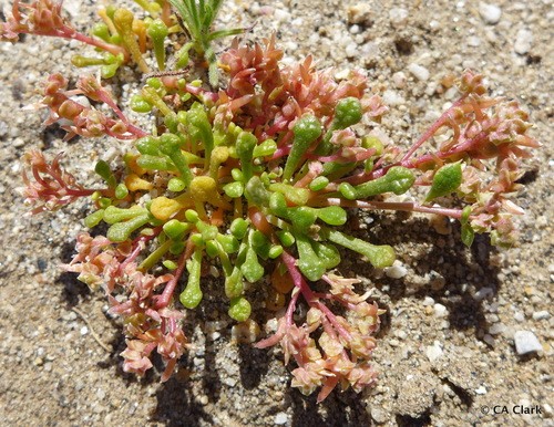 Cistanthe monandra - PictureThis