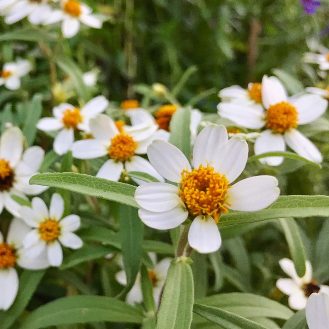 Melampodium Care (Watering, Fertilize, Pruning, Propagation) - PictureThis