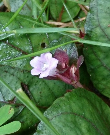Pararuellia Flower, Leaf, Care, Uses - PictureThis