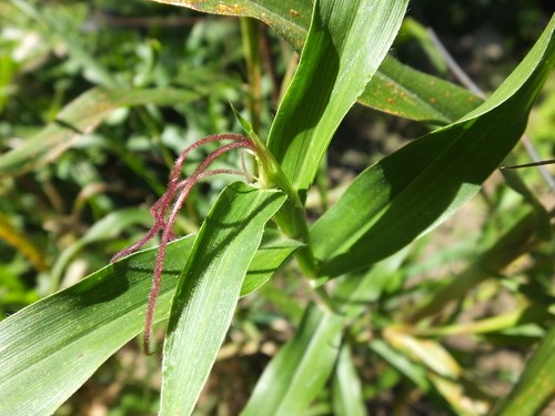Teosinte Grass
