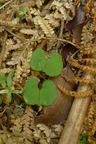 Corybas trilobus - PictureThis
