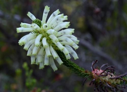 Erica sessiliflora - PictureThis