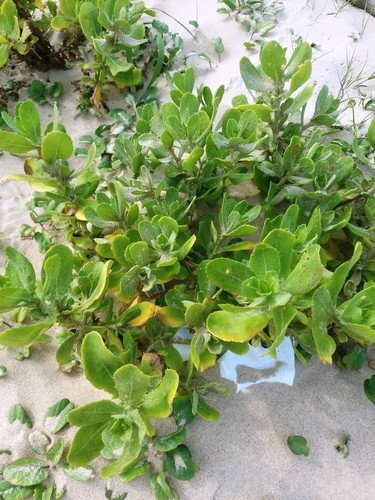 Camphor daisy (Rayjacksonia phyllocephala) Flower, Leaf, Care, Uses ...