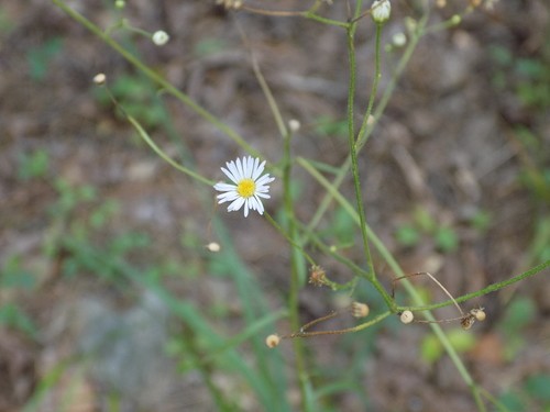 Boltonia diffusa - PictureThis