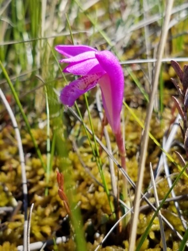 Arethusa bulbosa - PictureThis