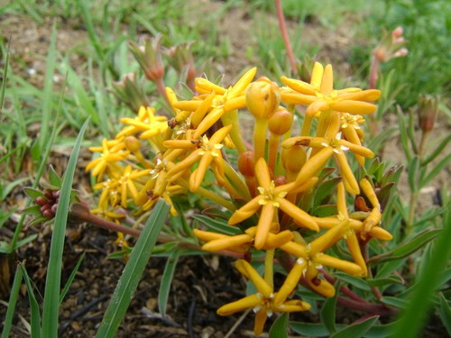 Gnidia capitata - PictureThis