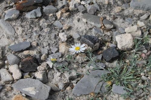 Manzanilla cimarrona (Erigeron pubescens) - PictureThis