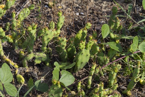 Opuntia pusilla - PictureThis