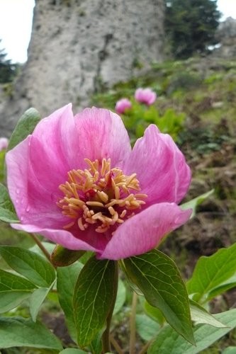 How to Plant and Grow Wild peony(Paeonia mascula)