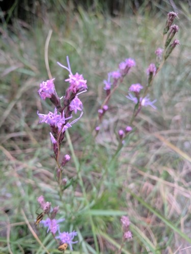Liatris microcephala - PictureThis