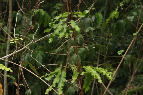 Lygodium reticulatum Flower, Leaf, Care, Uses - PictureThis